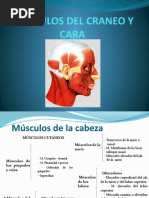 El Colículo Superior | PDF | Anatomía humana | Neurociencia