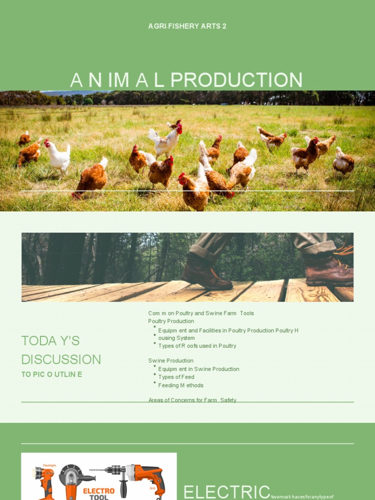 Poultry Production | PDF | Chicken | Poultry Farming