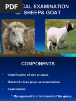 Purina Body Condition Score Diagram | PDF | Abdomen | Pelvis