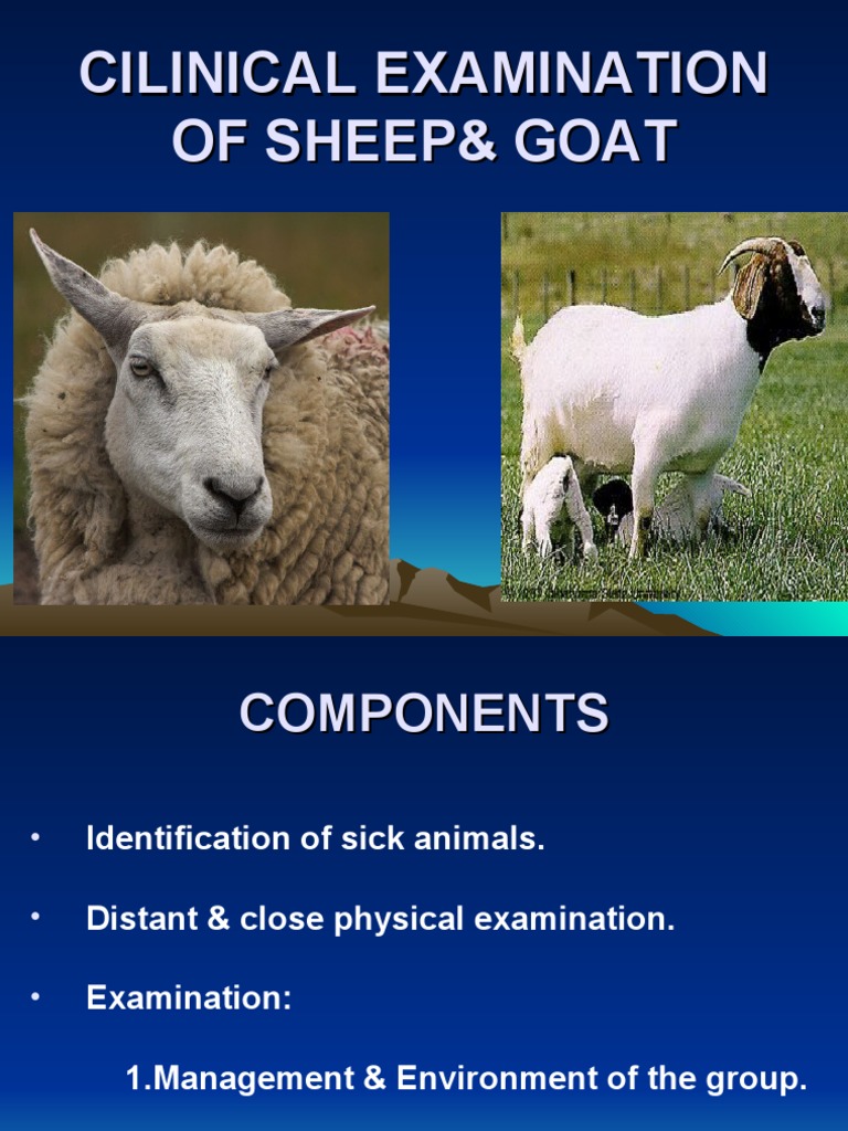Cilinical Examination of Sheep& Goat | PDF | Sheep | Physical Examination
