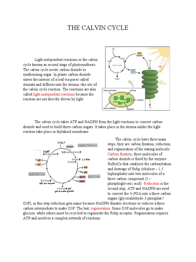 Calvin Cycle Explained for Students | PDF | Science & Mathematics