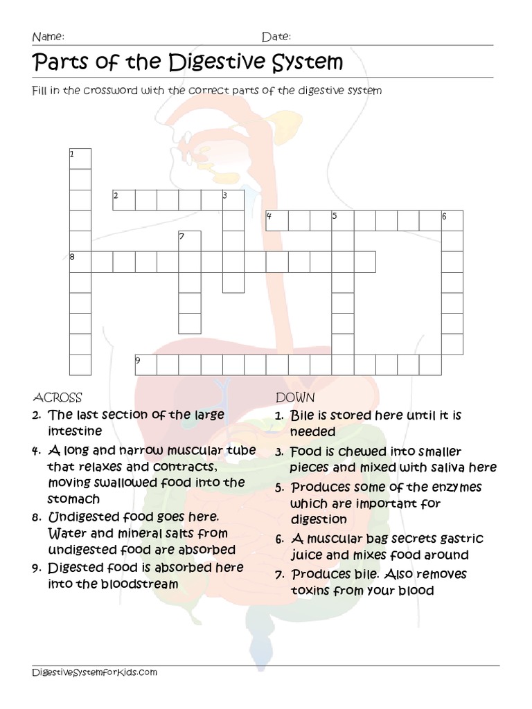 Digestive System Crossword Puzzle | PDF | Human Digestive System ...