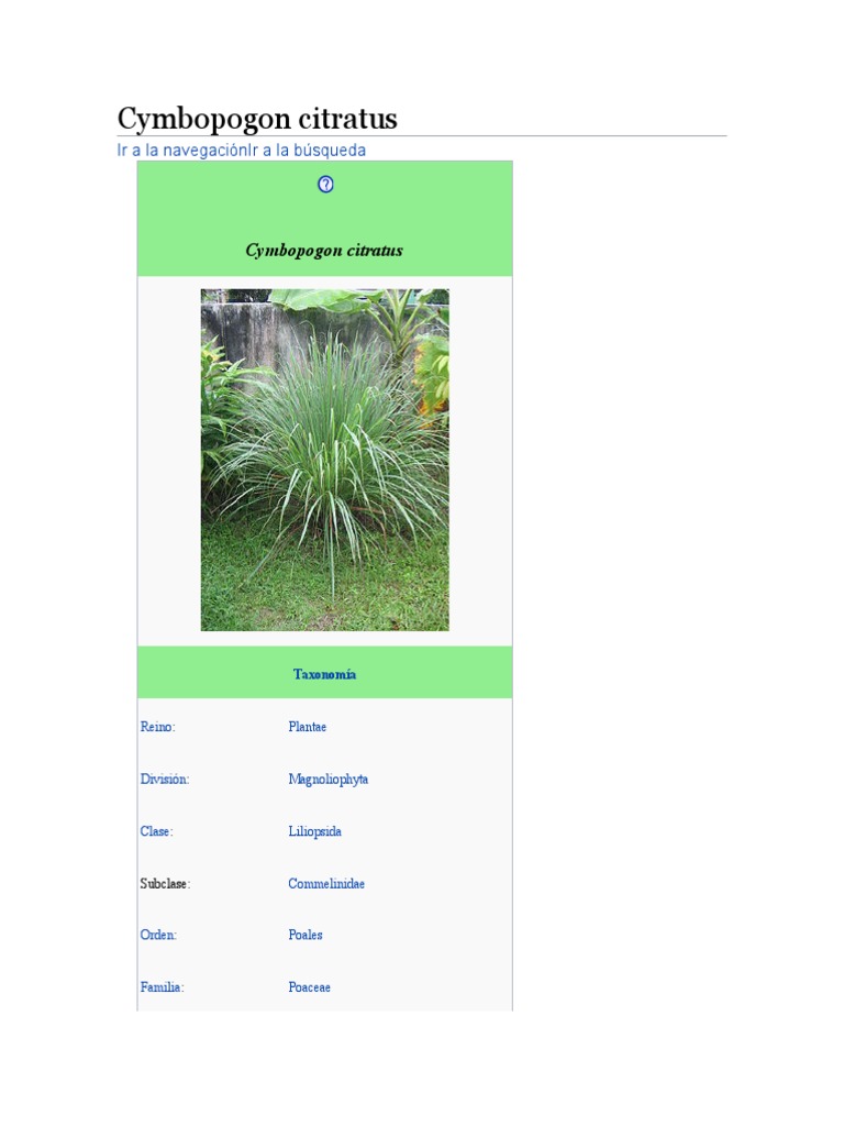 Malojillo | PDF | Hierbas y especias | Plantas medicinales