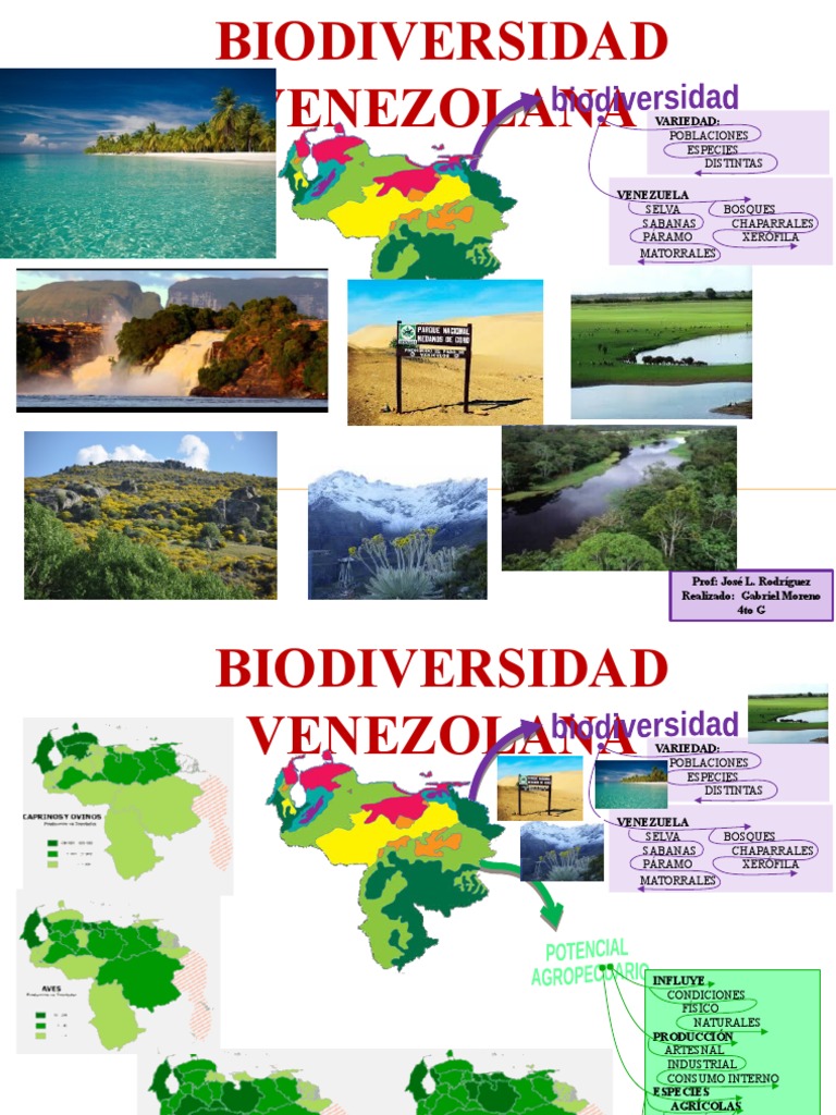 Biodiversidad en Venezuela: Ecosistemas y Especies | PDF | Venezuela ...