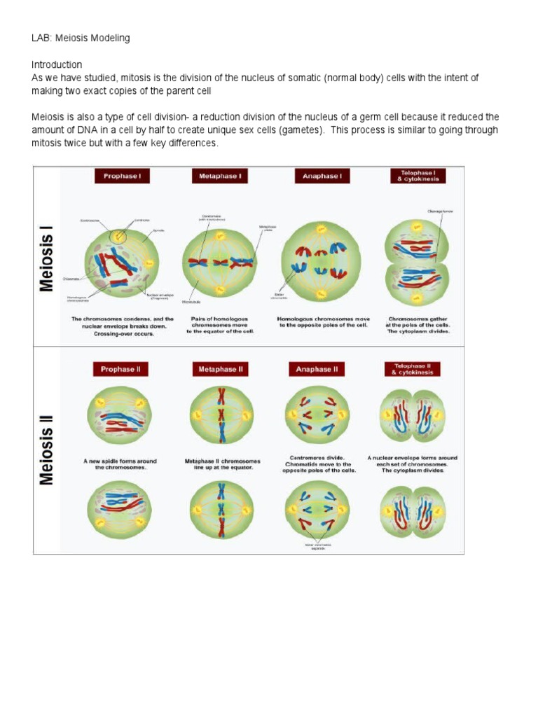 LAB - Meiosis Modeling | PDF | Meiosis | Mitosis