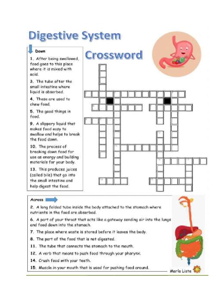 Digestive System Cross Word Puzzle | PDF