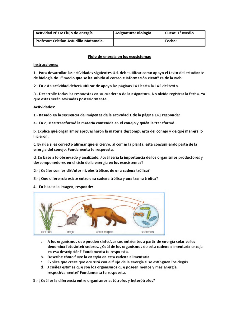 Flujo de Energía en Ecosistemas: Actividades de Biología | PDF ...