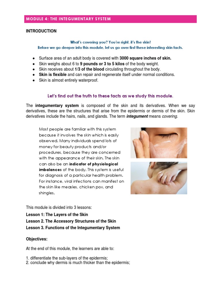 The Integumentary System | PDF