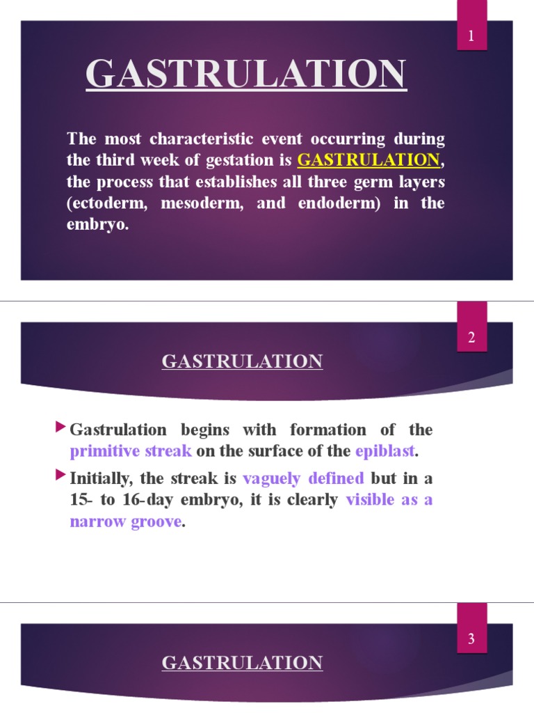 Gastrulation and Notochord Formation | PDF | Developmental Biology ...