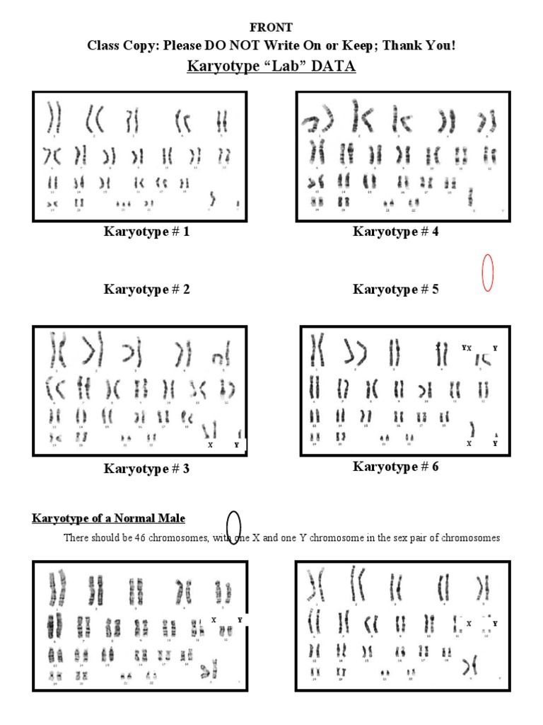 Karyotype Analysis and Disorders Guide | PDF | Karyotype | Genetic Disorder