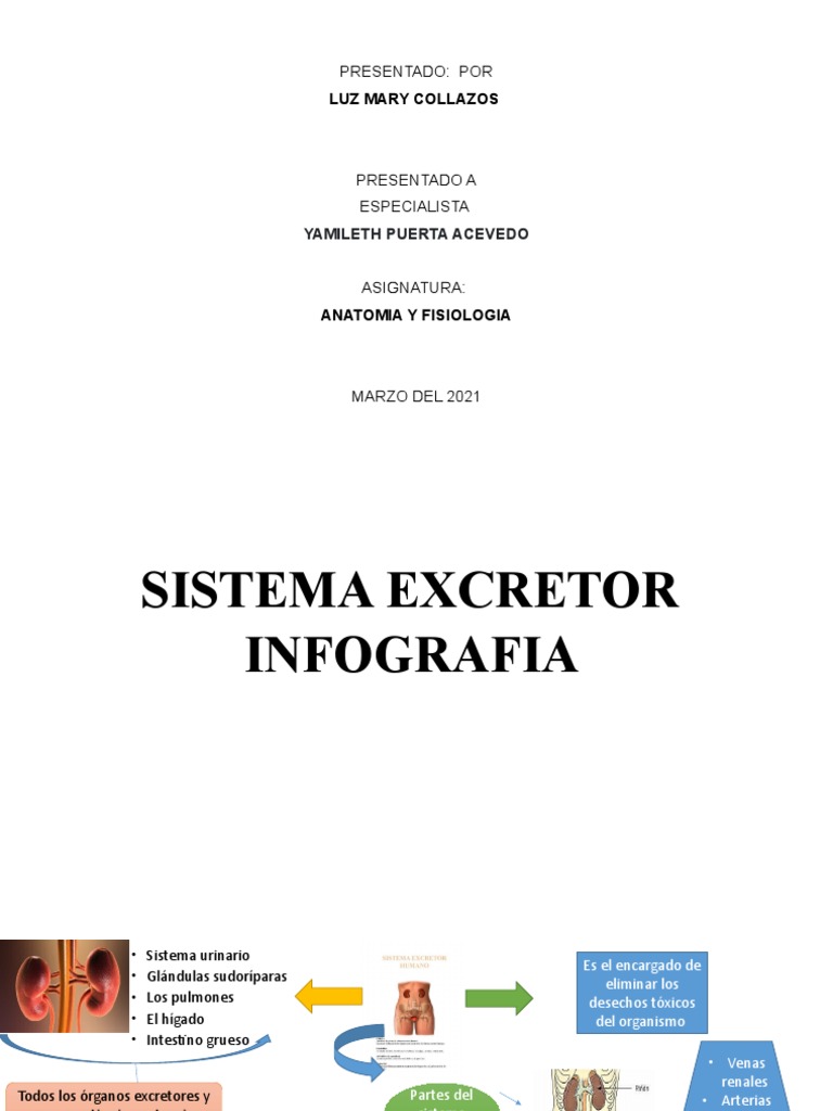 Infografia #2 Sistema Excretor | PDF | Sistema urinario | Riñón