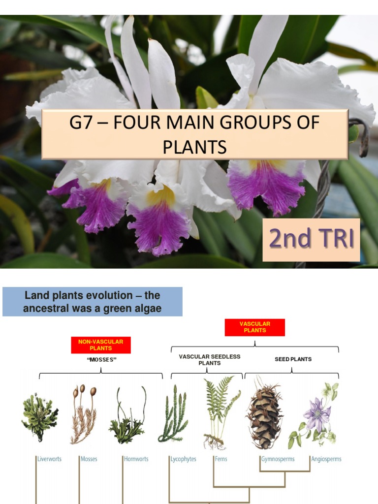 Four Main Groups of Plants | PDF