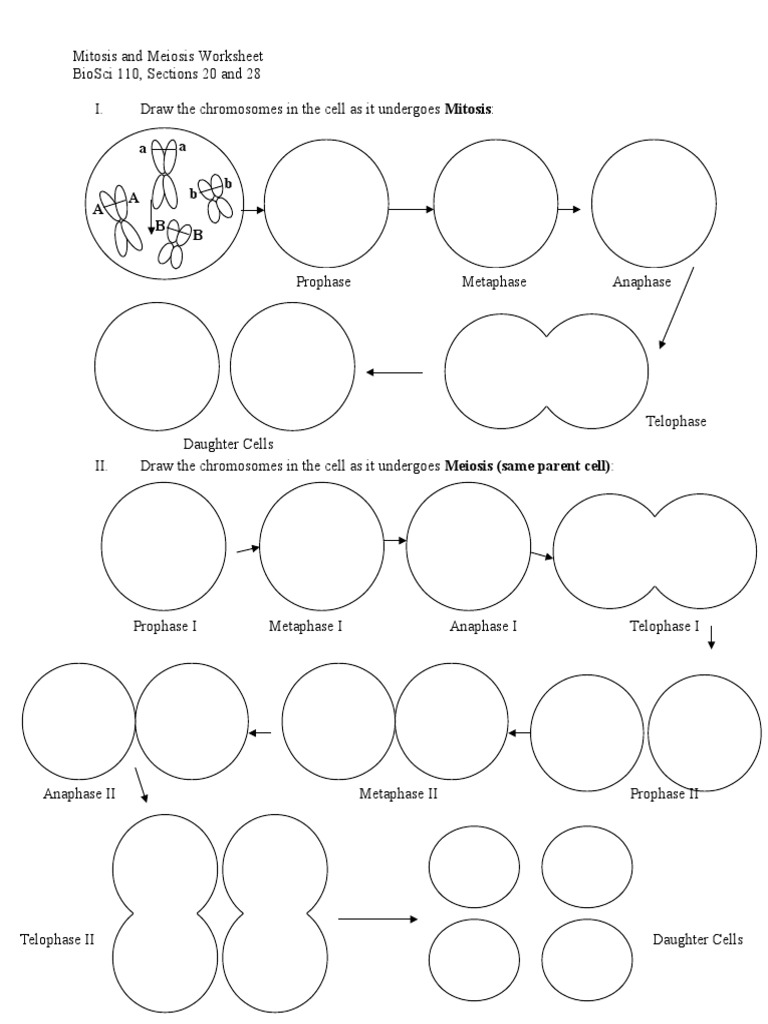 Mitosis and Meiosis Worksheet | PDF