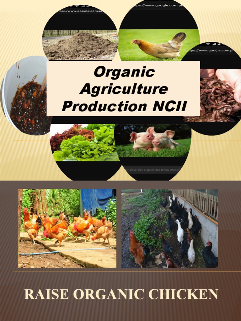 Raise Organic Chickens | PDF | Broiler | Chicken