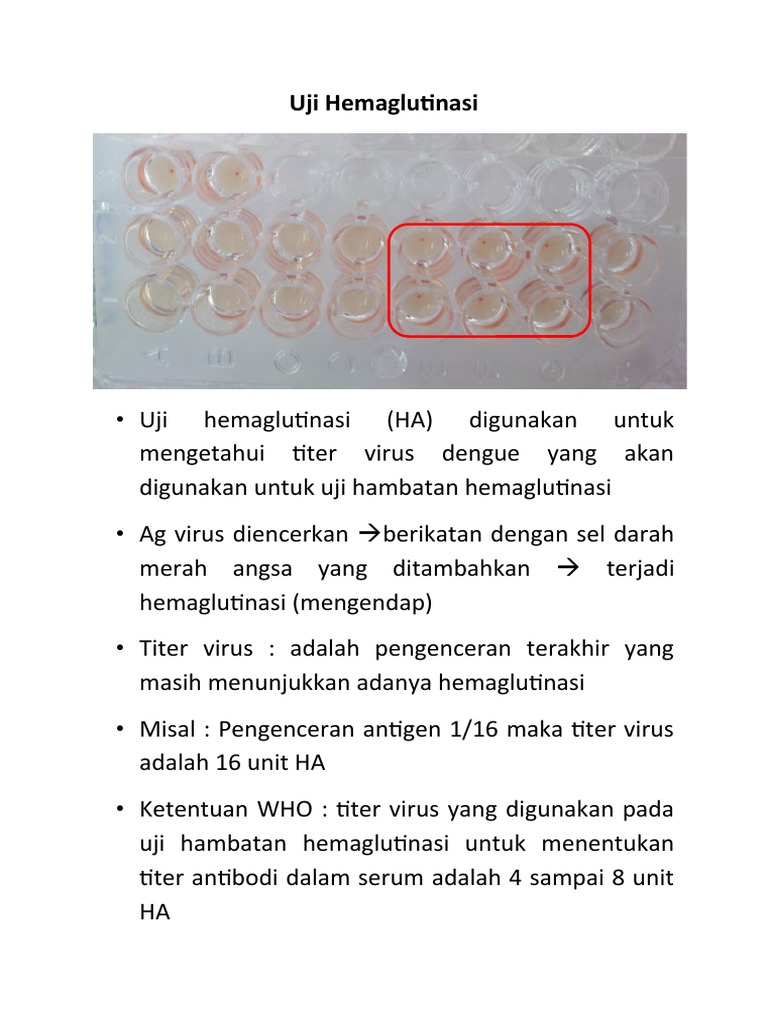 Skema Uji HA Dan HI | PDF