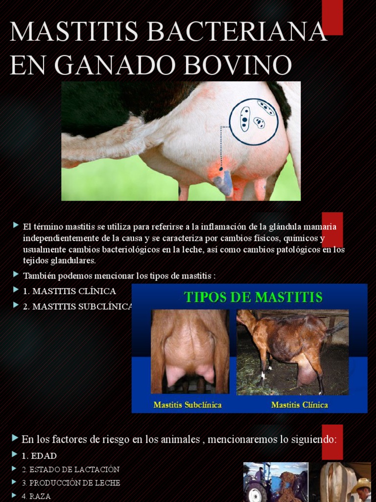 Mastitis Bacteriana en Ganado Bovino | PDF | Vacas | Leche