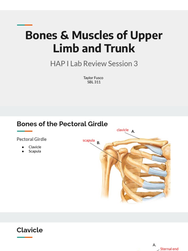 Review Session 3 - Bones Muscles of Upper Limb and Trunk | PDF ...