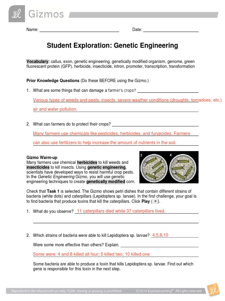 Genetic Engineering in Corn Resistance | PDF | Herbicide | Gene