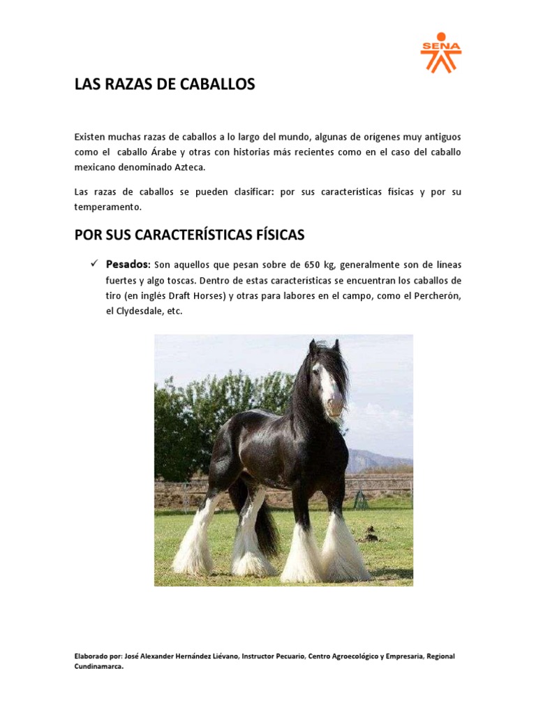 Clasificación de Razas de Caballos | PDF | Animales domesticados ...