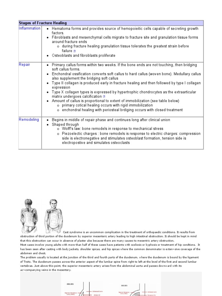 MSK Notes Important | PDF | Anatomical Terms Of Motion | Apoptosis