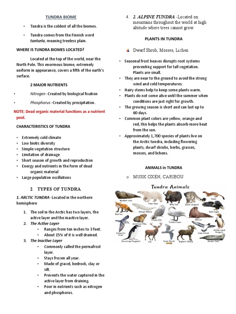 Tundra Biome | PDF | Physical Geography | Plants