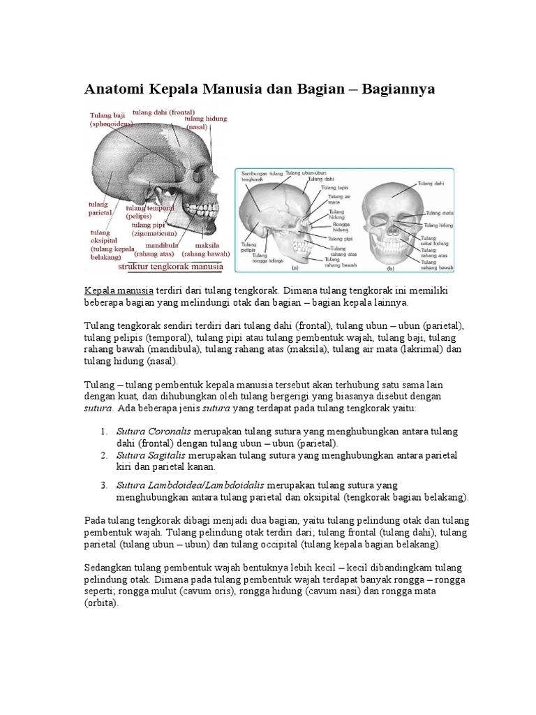 Anatomi Kepala Manusia Dan Bagian | PDF
