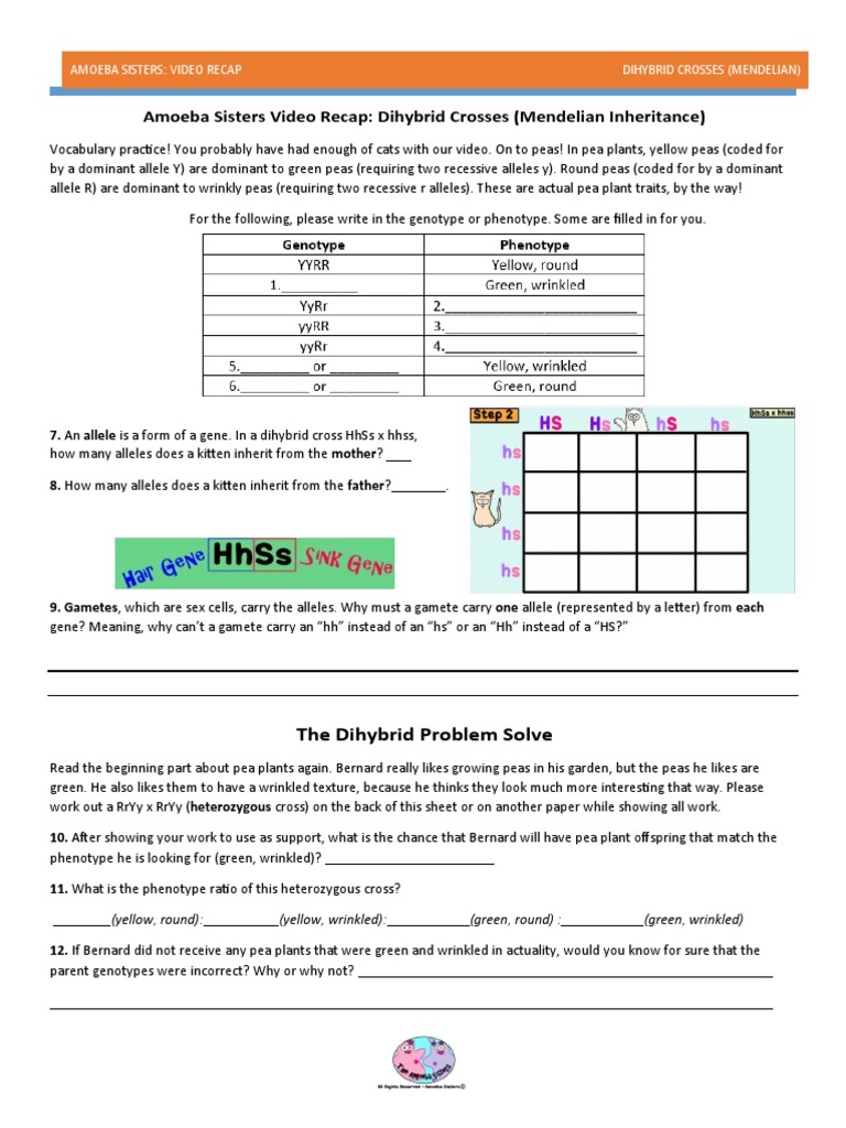 Amoeba Sisters Video Recap: Dihybrid Crosses (Mendelian Inheritance) | PDF