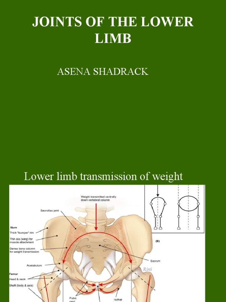 Anatomy of Lower Limb Joints | PDF | Ankle | Knee