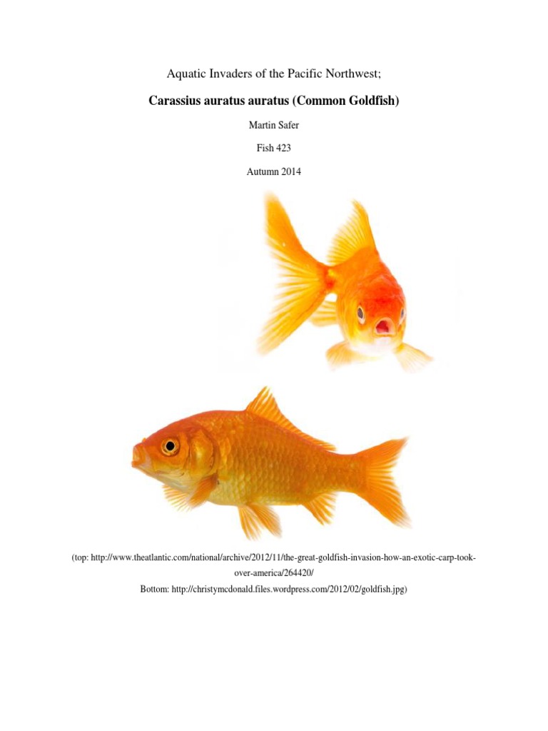 Carassius Auratus Auratus (Common Goldfish) : Aquatic Invaders of The ...