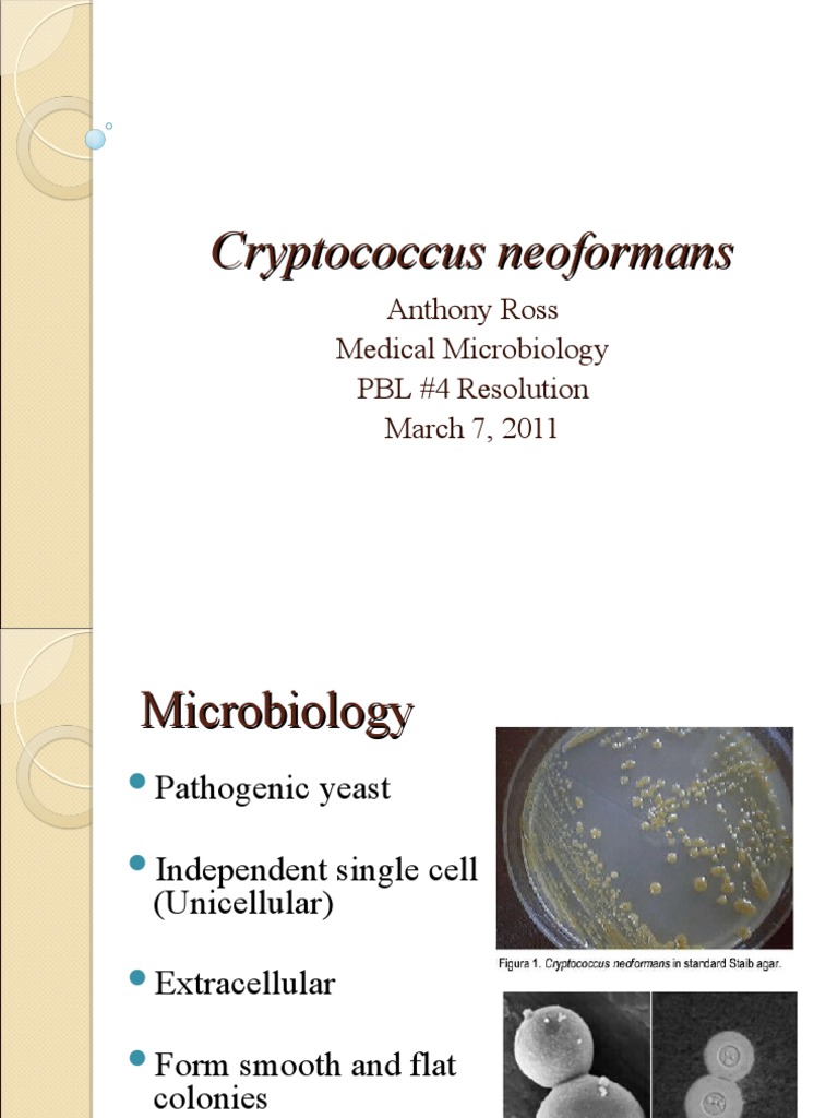 Cryptococcus Neoformans | Download Free PDF | Clinical Medicine ...