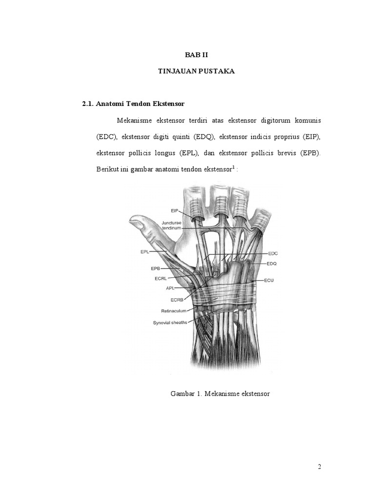 Anatomi dan Cedera Tendon Ekstensor | PDF