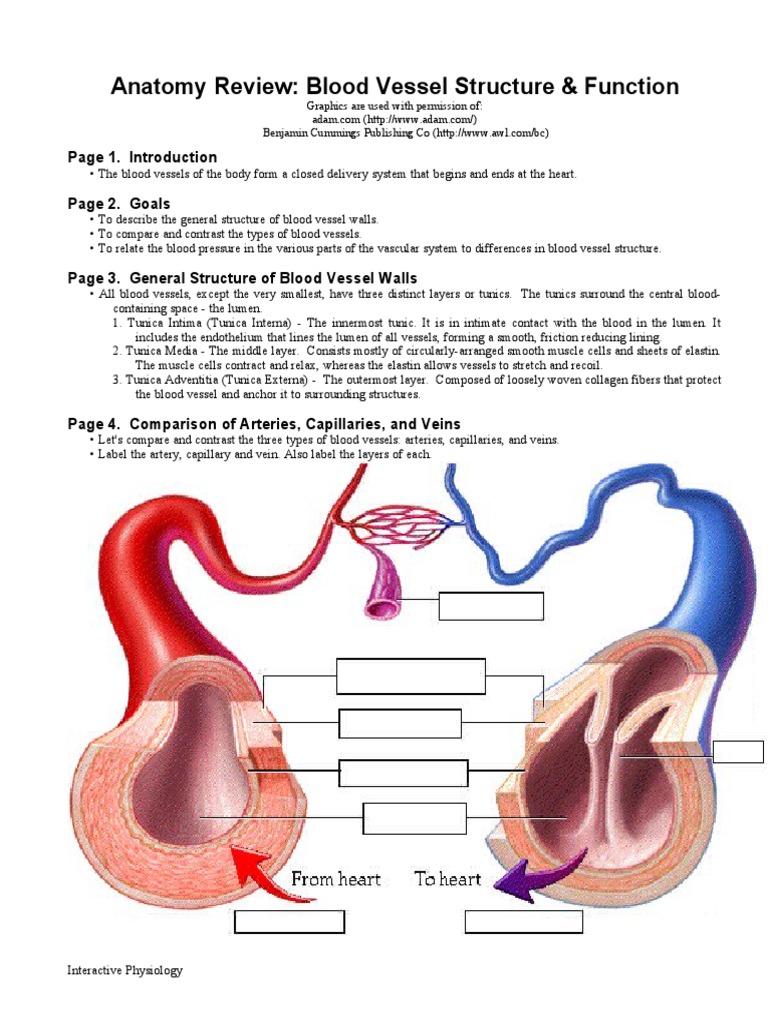 Anatomy Review: Blood Vessel Structure & Function: Page 1. Introduction ...
