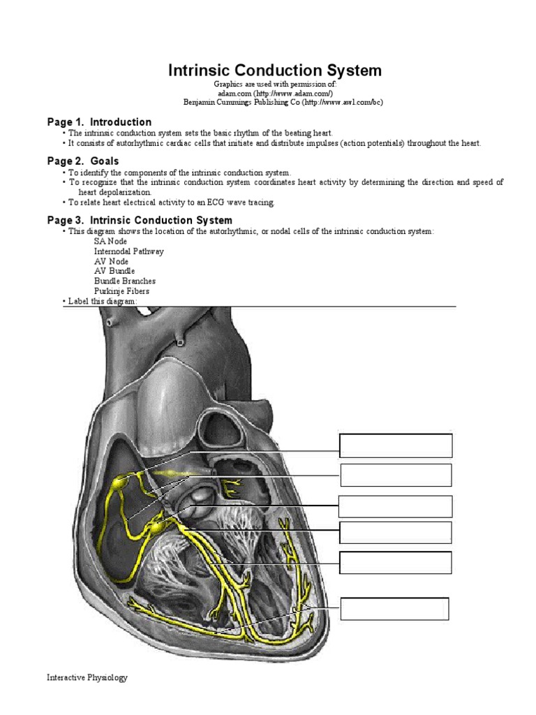 Intrinsic Conduction System: Page 1. Introduction | PDF ...
