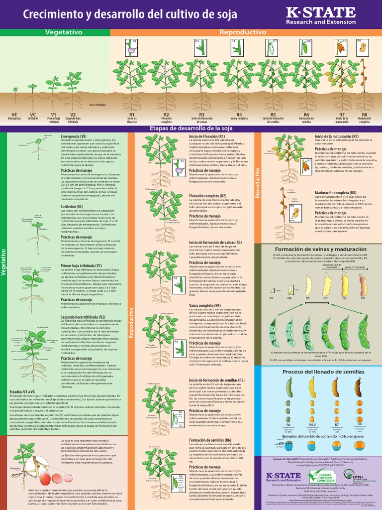 Poster - CyD SOJA - KSU | PDF | Hoja | Haba de soja