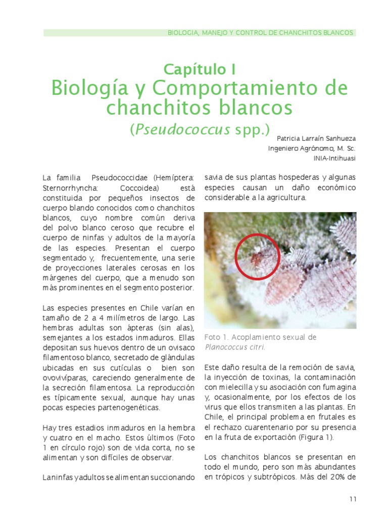 Biología y Comportamiento de Chanchitos Blancos | PDF | Insectos | Huevo