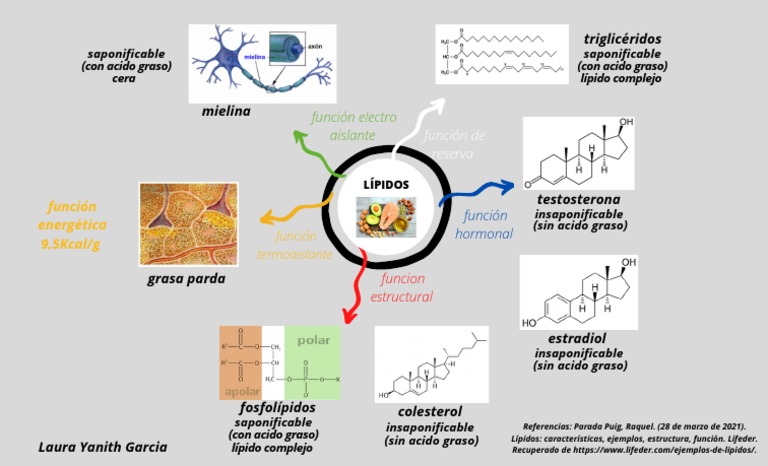 Mapa Mental Sobre La Estructura De Los Lipidos Pdf