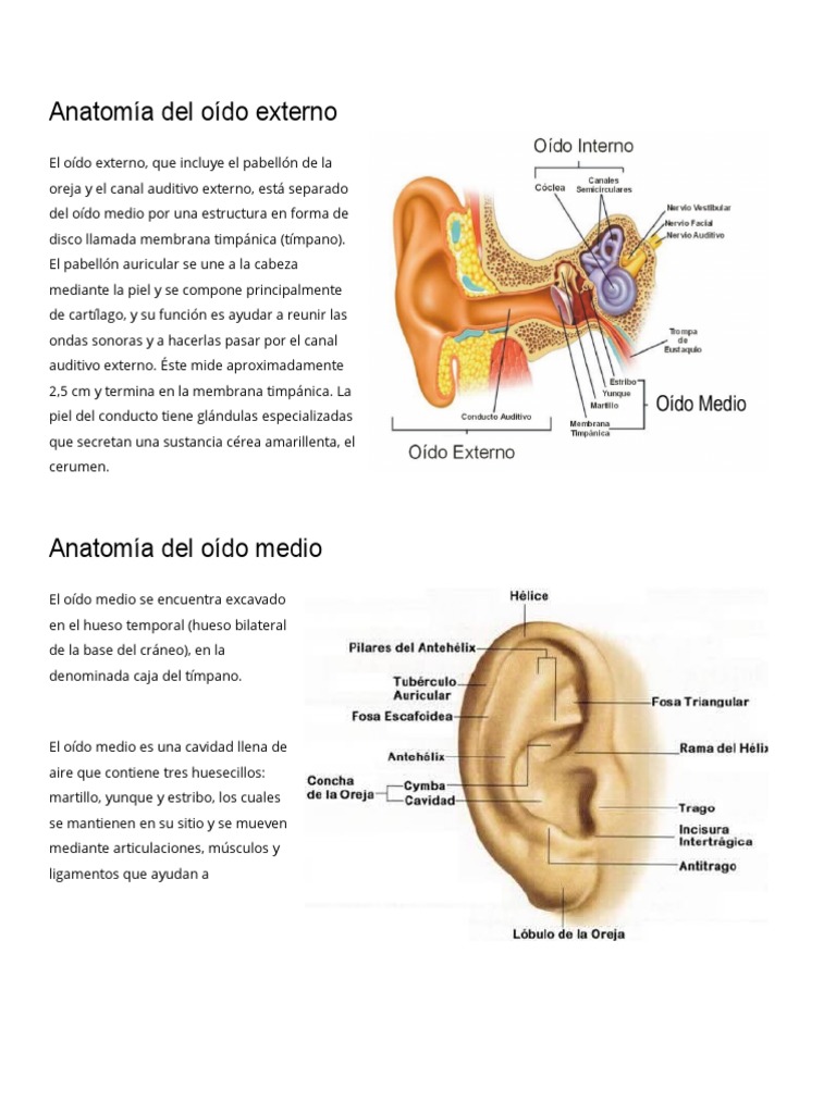 Anatomía y enfermedades del oído externo | PDF | Oído | Escuchando