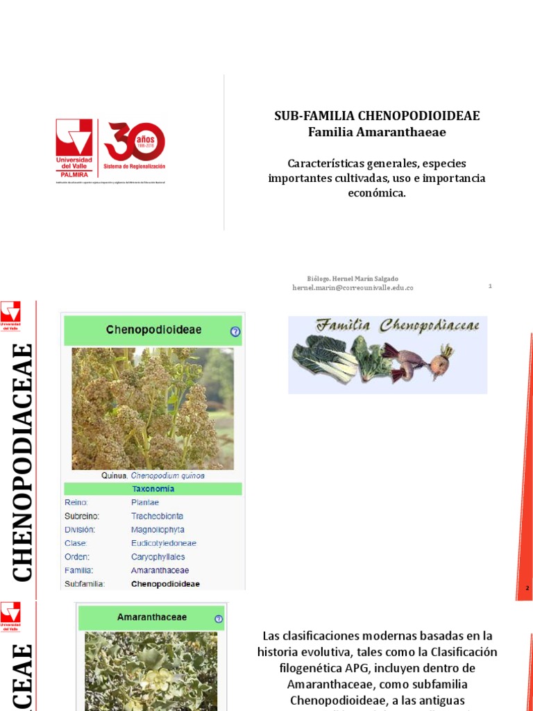 Características de Chenopodiaceae | PDF | Morfología Vegetal | Organismos