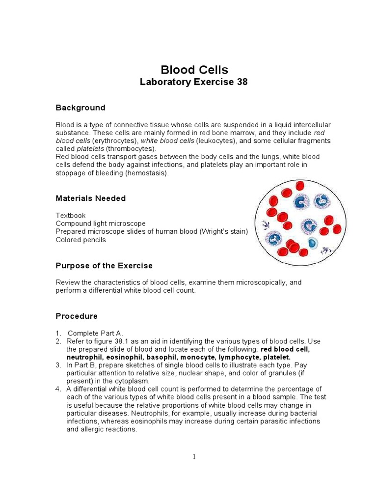 Blood Cells Lab | PDF | Blood Cell | White Blood Cell
