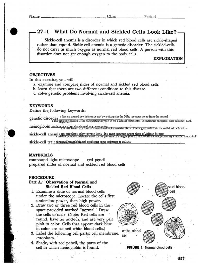 CH 11 Lab Human Inheritance | PDF | Genetic Disorder | Genetics