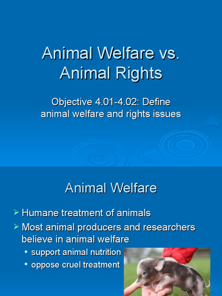 Animal Welfare vs. Animal Rights | PDF | Animal Welfare | Animal Rights