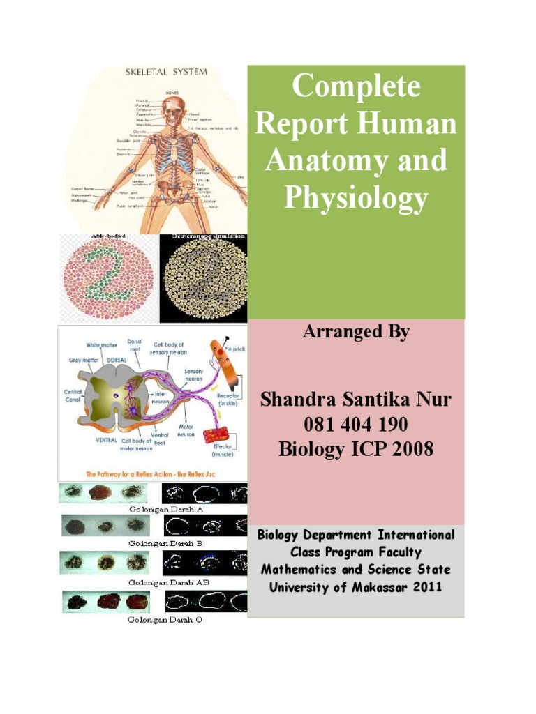 Complete Report Human Anatomy and Physiology | PDF | Wellness