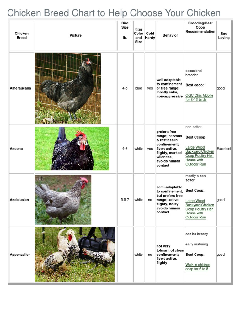 Chicken Breed Chart To Help Choose Your Chicken | PDF | Chicken ...