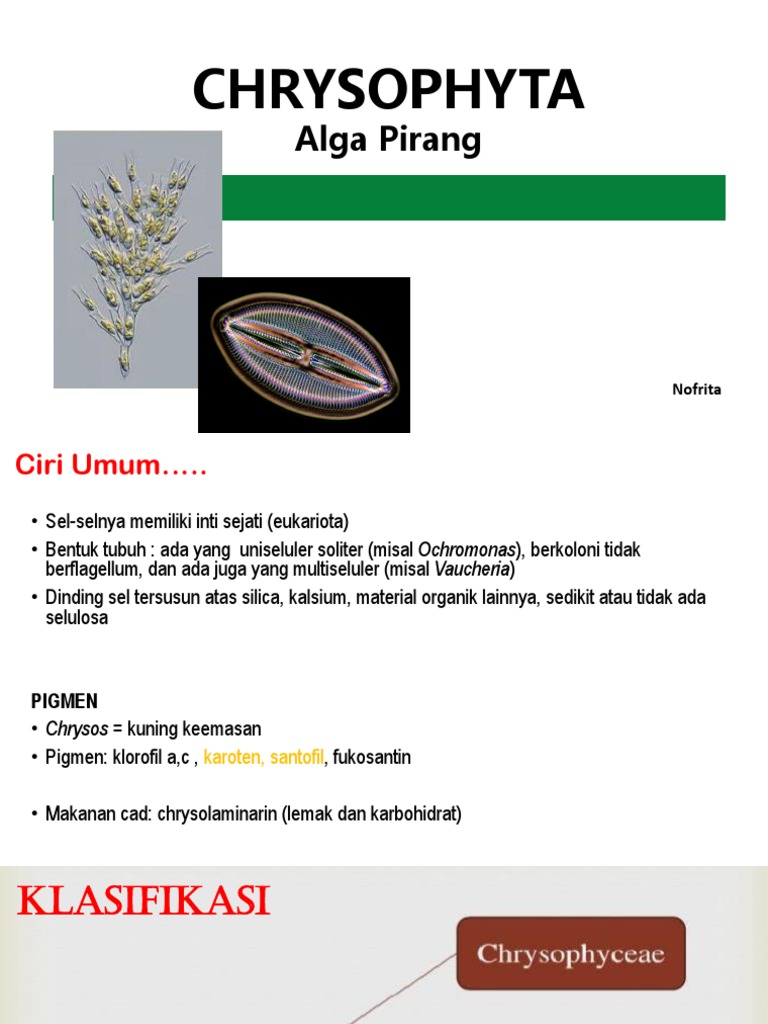 Klasifikasi dan Ciri Chrysophyta | PDF