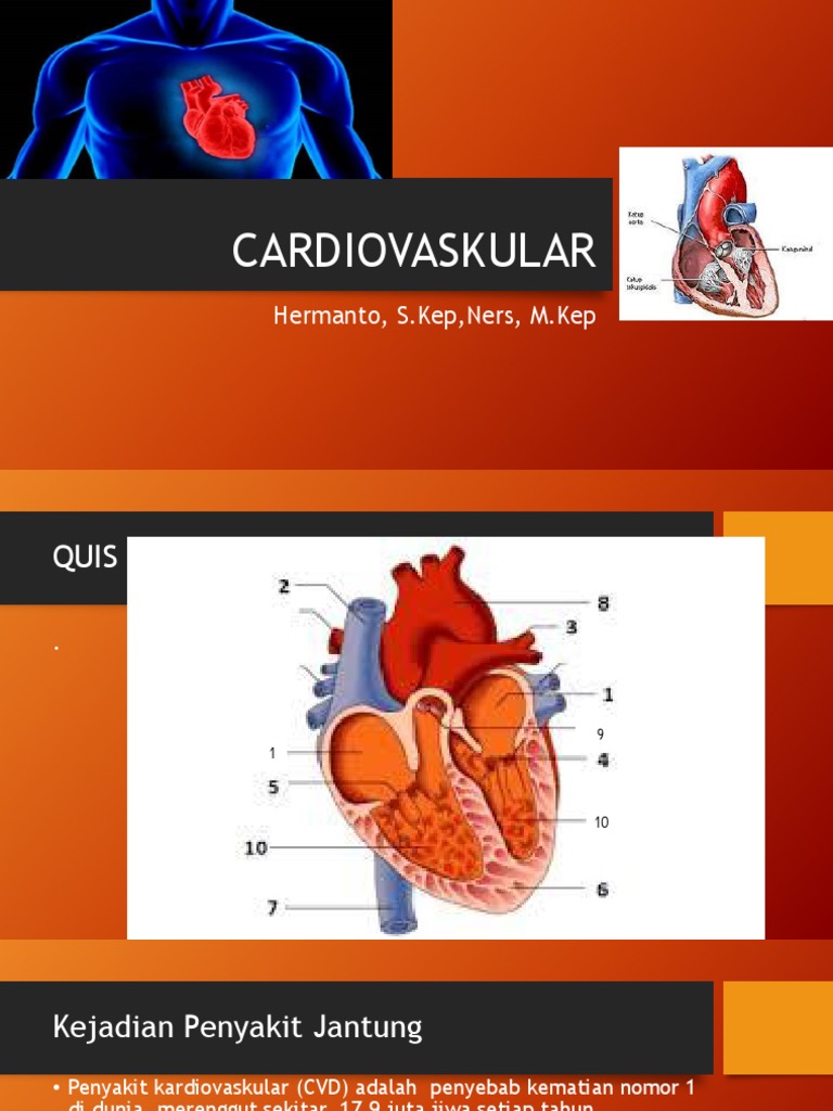 Anatomi Cardiovaskular | PDF