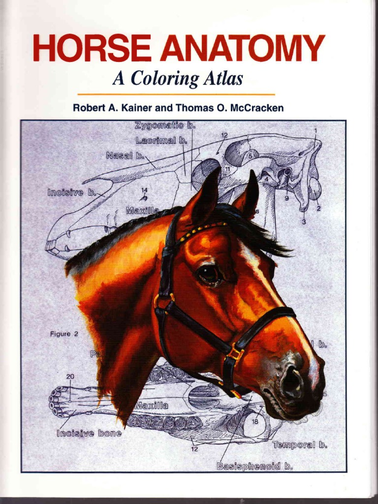 Horse Anatomy, A Coloring Atlas | PDF | Equus (Genus) | Anatomical ...