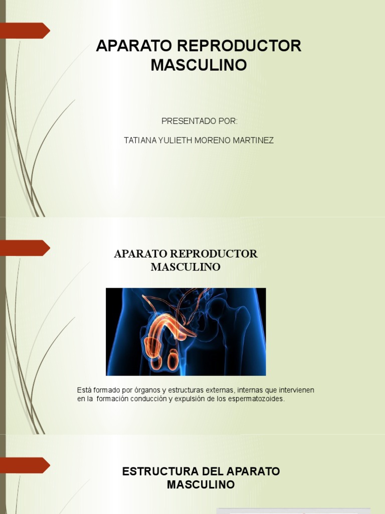 Anatomía Y Fisiología Del Sistema Reproductor Masculino Ppt