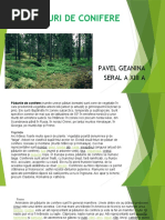 Paduri de Conifere | PDF