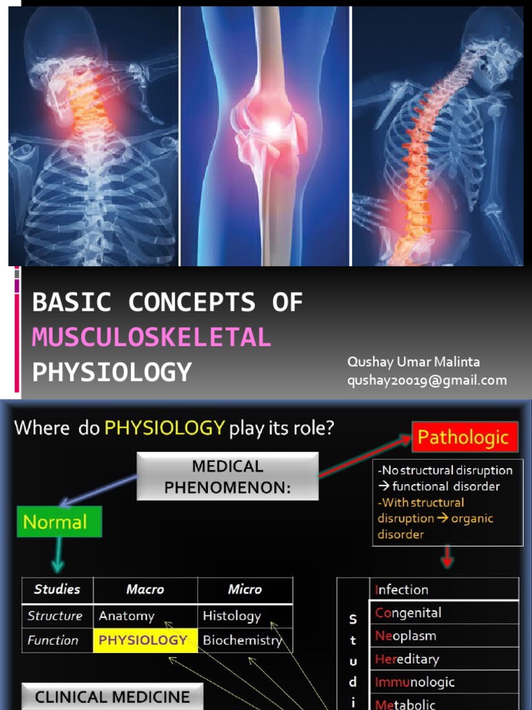 Musculoskeletal Physiology | PDF | Muscle Contraction | Bone