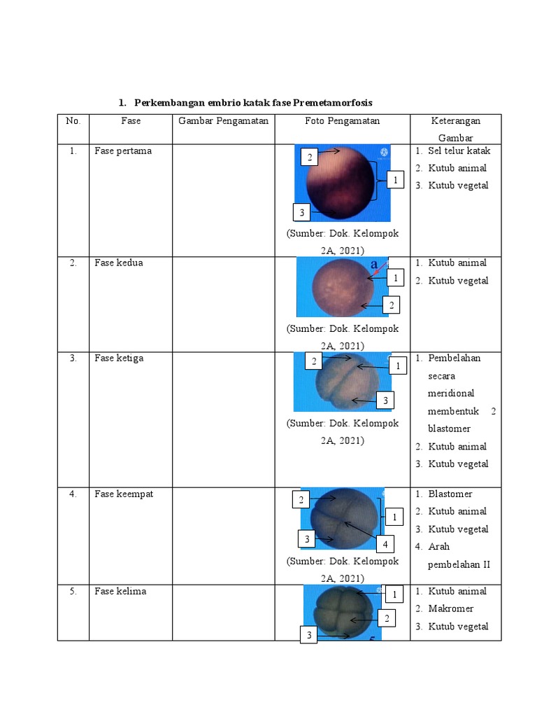 Perkembangan Embrio Katak | PDF